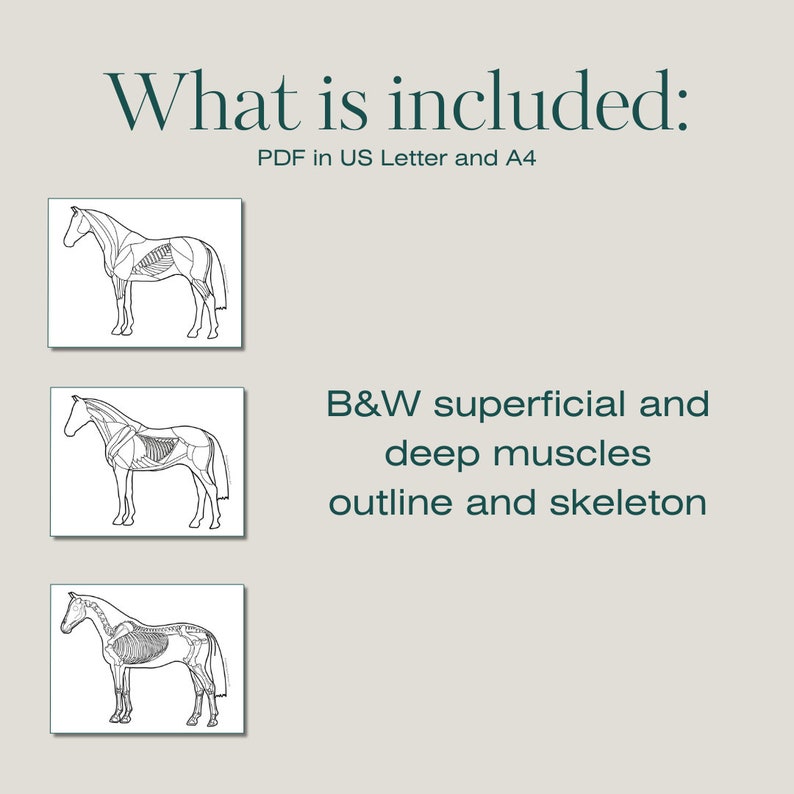 Equine Anatomy Coloring Page Horse Anatomy Horse Muscles Equine ...