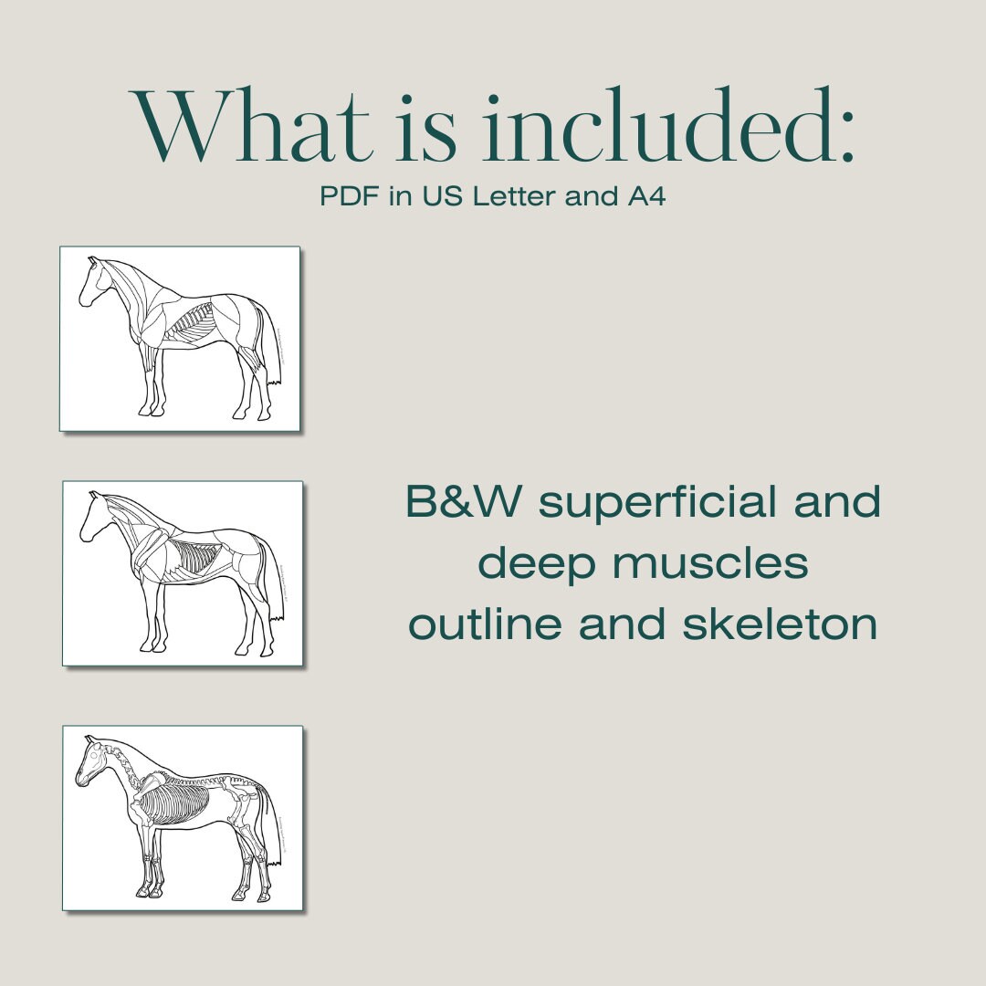 Equine Anatomy Coloring Page Horse Anatomy Horse Muscles Equine ...