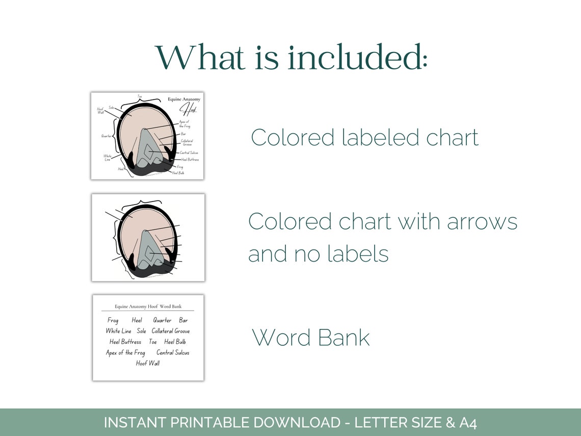 Equine Hoof Worksheet - Horse Anatomy - Horse Hoof - Equine Anatomy ...