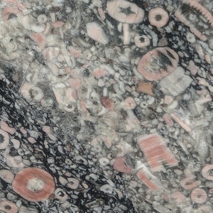 Fossilized Crinoid Rough Lapidary Mineral Slabs Slices - Etsy