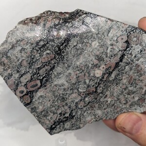 Fossilized Crinoid Rough Lapidary Mineral Slabs Slices - Etsy