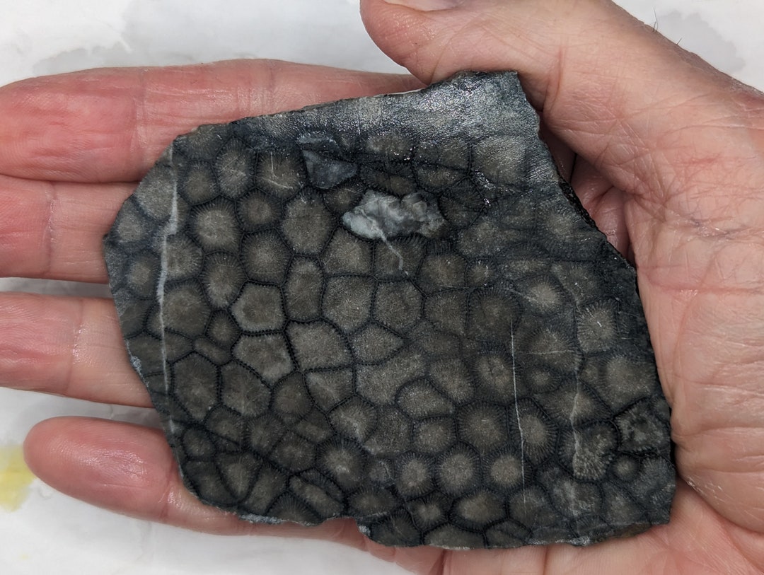 Alaskan Fossilized Favosite Coral Lapidary Rough Slab Slice With ...