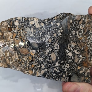 Fossilized Crinoid Rough Lapidary Mineral Slabs Slices - Etsy