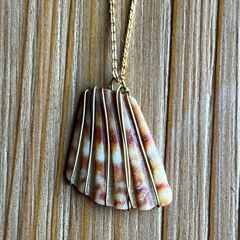 Yellow Cockle Shell - Etsy