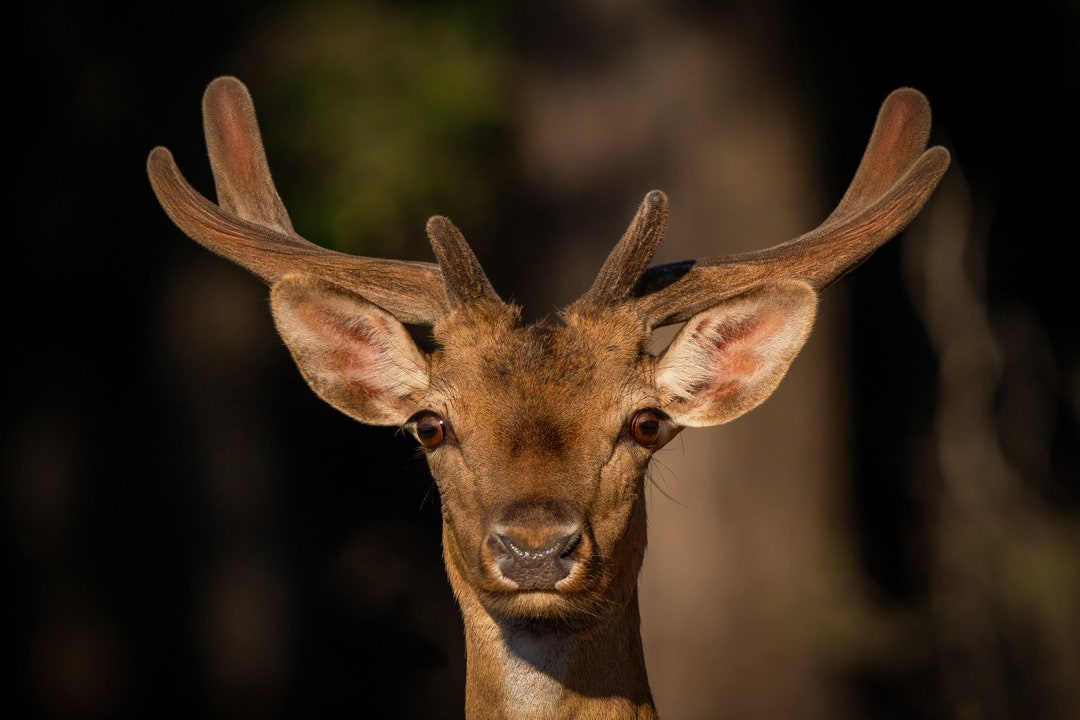 High Resolution Fallov Deer Photo. - Etsy