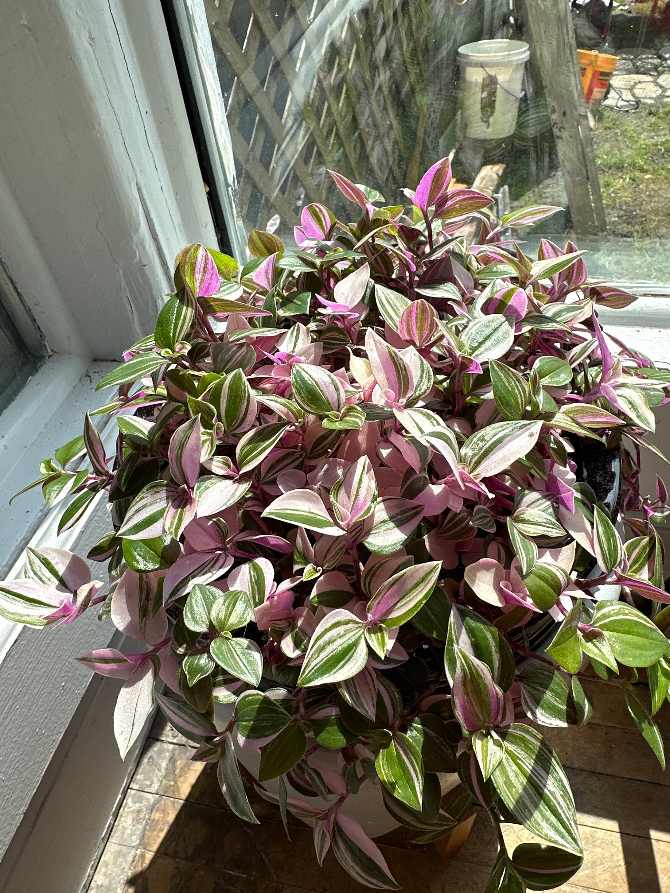 Tradescantia Pink Princess - Etsy