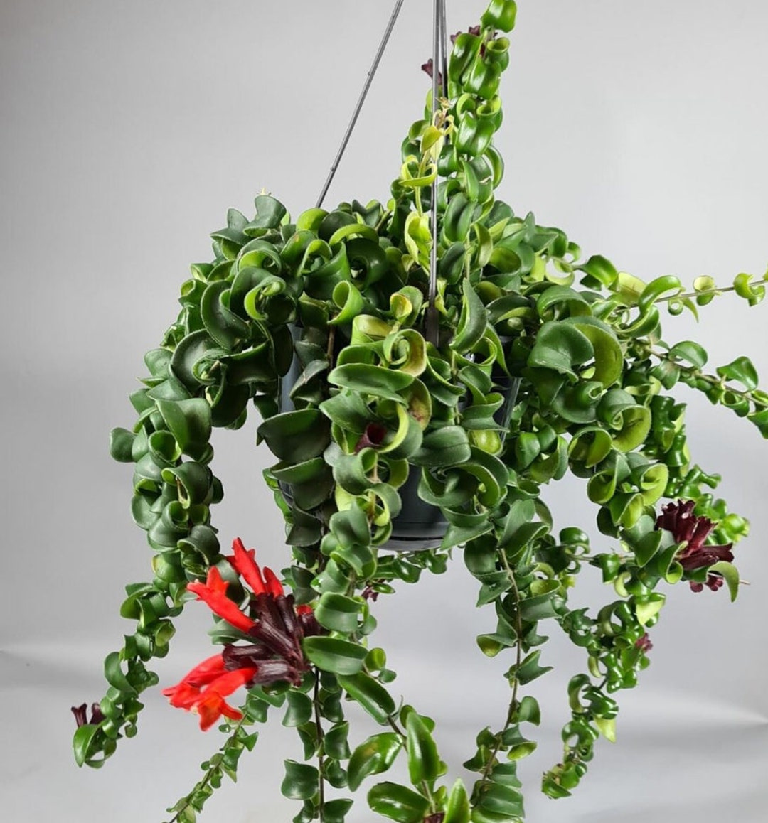 Aeschynanthus Rasta Curly Lipstick Plant cutting - Etsy