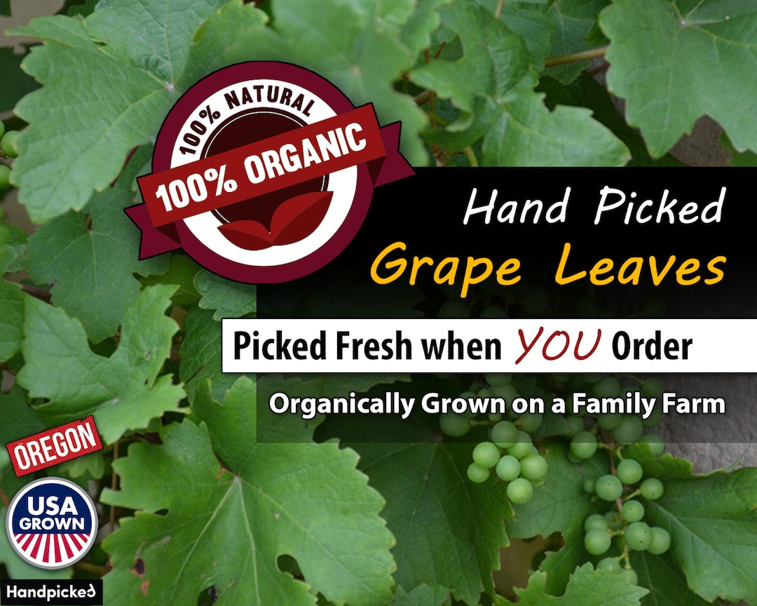 Organііc Fresh Grape Leaves Fresh Picked Grape Leaf From Oregon Wine ...