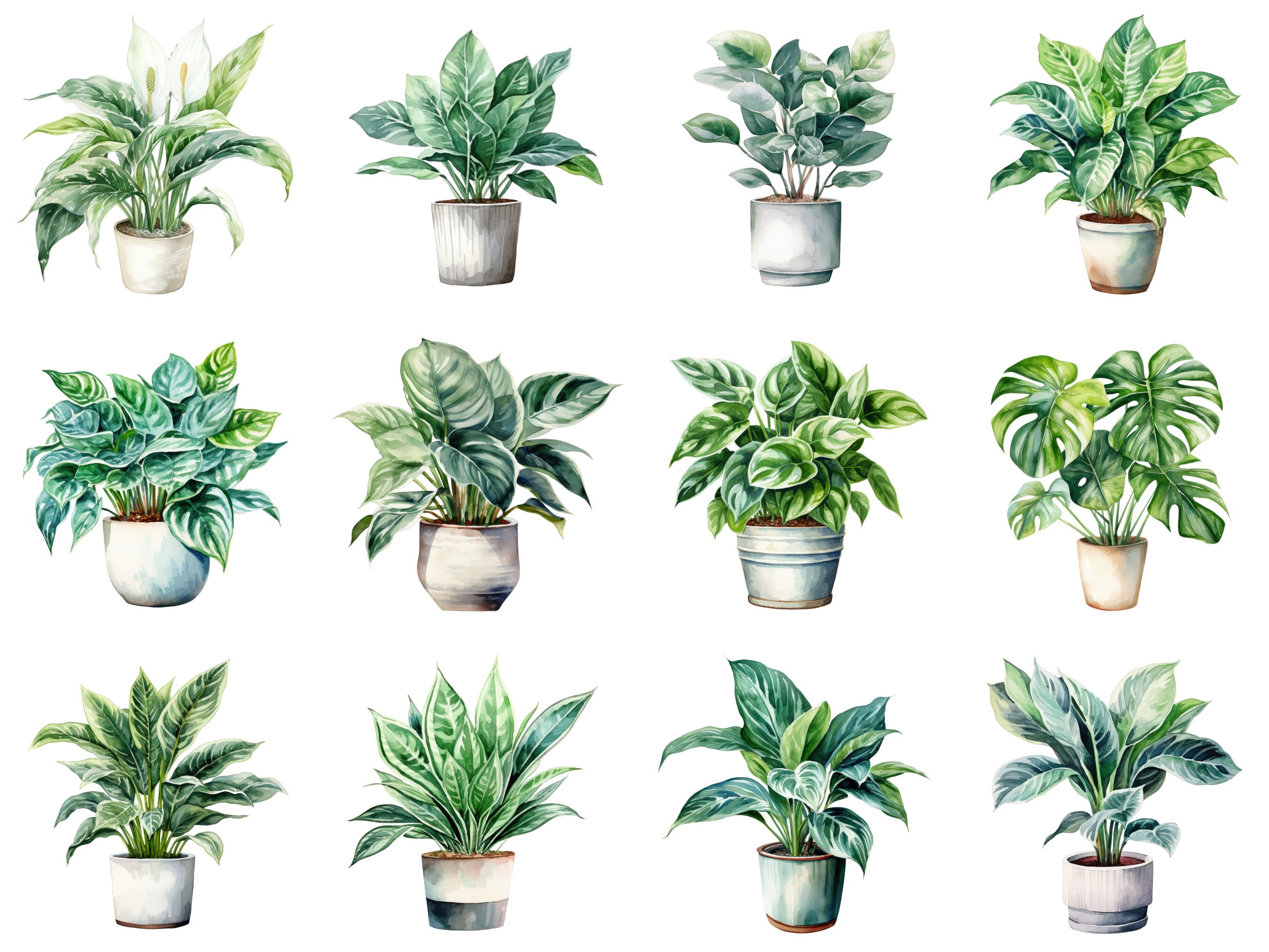 Watercolour Houseplants Clipart House Plant Clip Art Illustrations ...