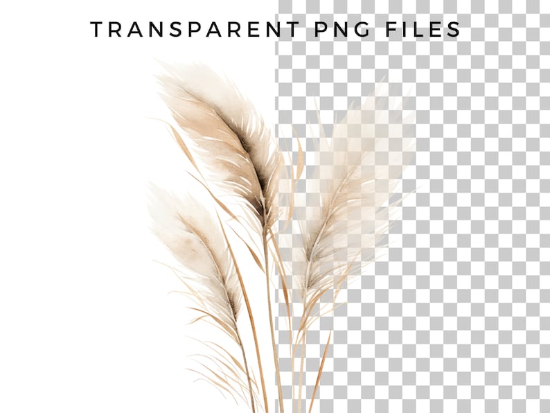 Pampas Grass Clipart Pngs for Commercial Use - Watercolor Boho Flowers ...