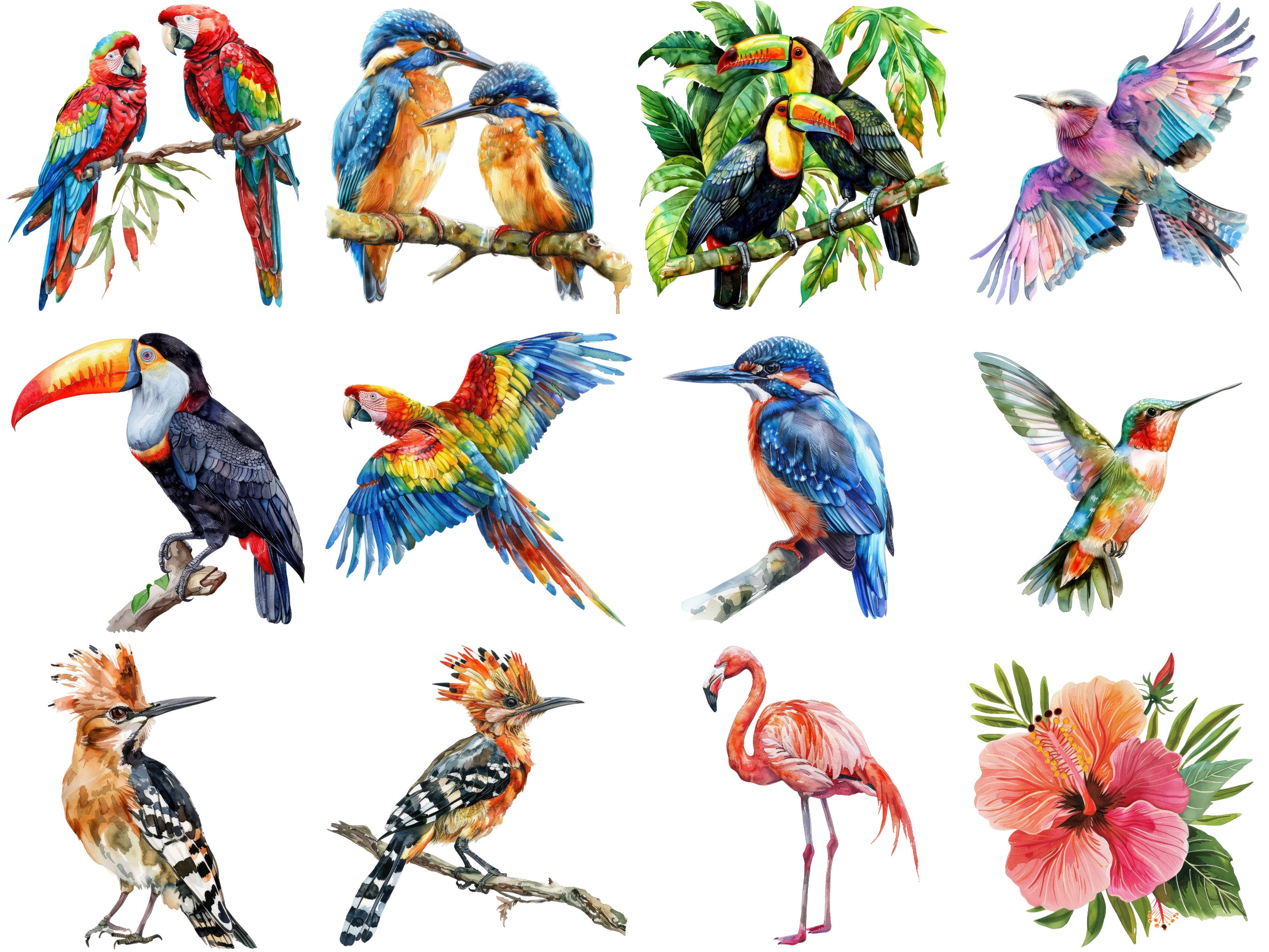 Tropical Clipart PNG - Tropical Flowers and Tropical Birds Clipart ...