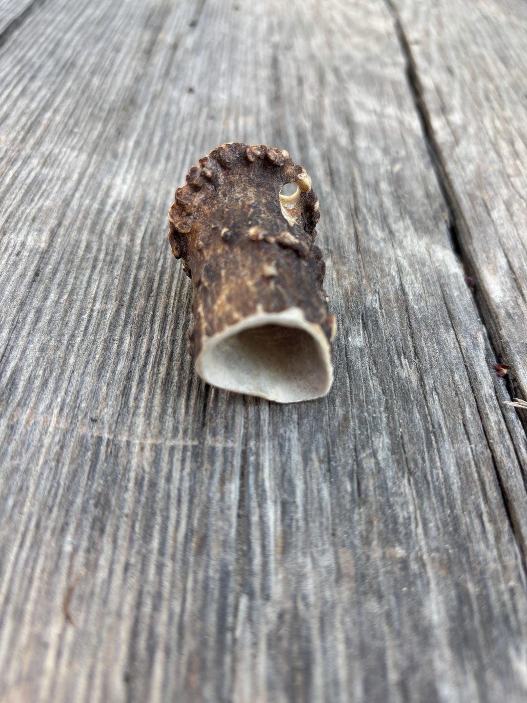 Powder Measurer, Black Powder Measurer 90 Grain, Made With All Natural ...