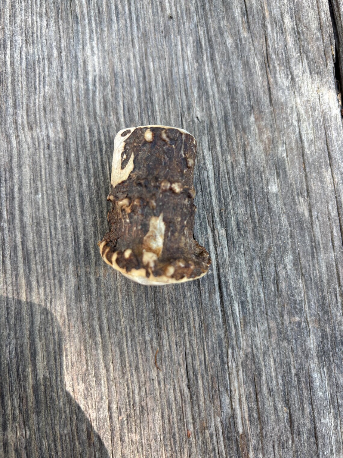 Powder Measurer, Black Powder Measurer 90 Grain, Made With All Natural ...