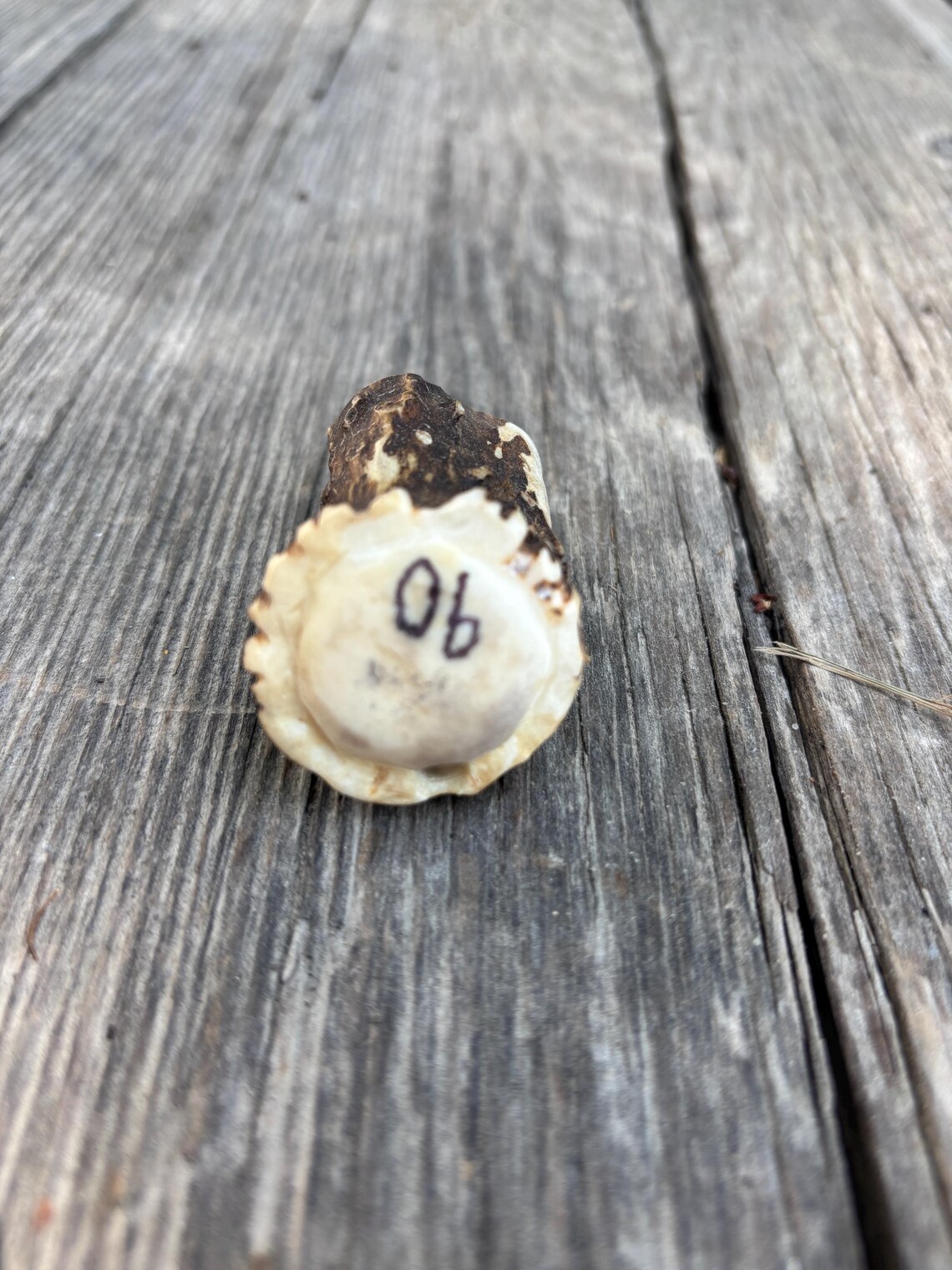 Powder Measurer, Black Powder Measurer 90 Grain, Made With All Natural ...