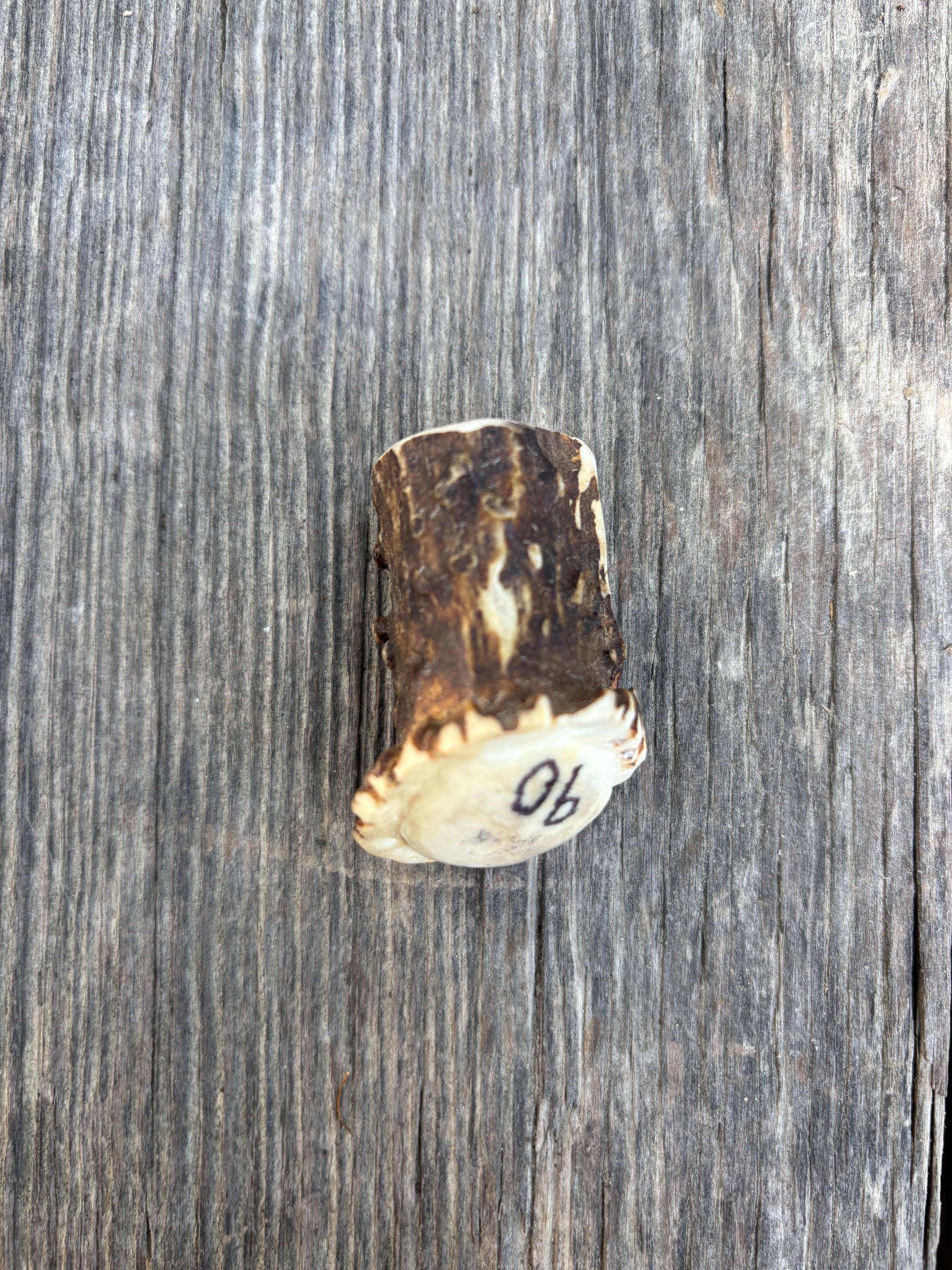Antler Black Powder Measurer - 90 Grain - Etsy