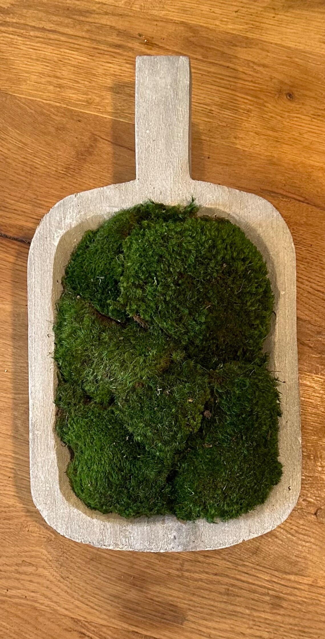 Preserved Moss Filled Dough Bowl - Etsy