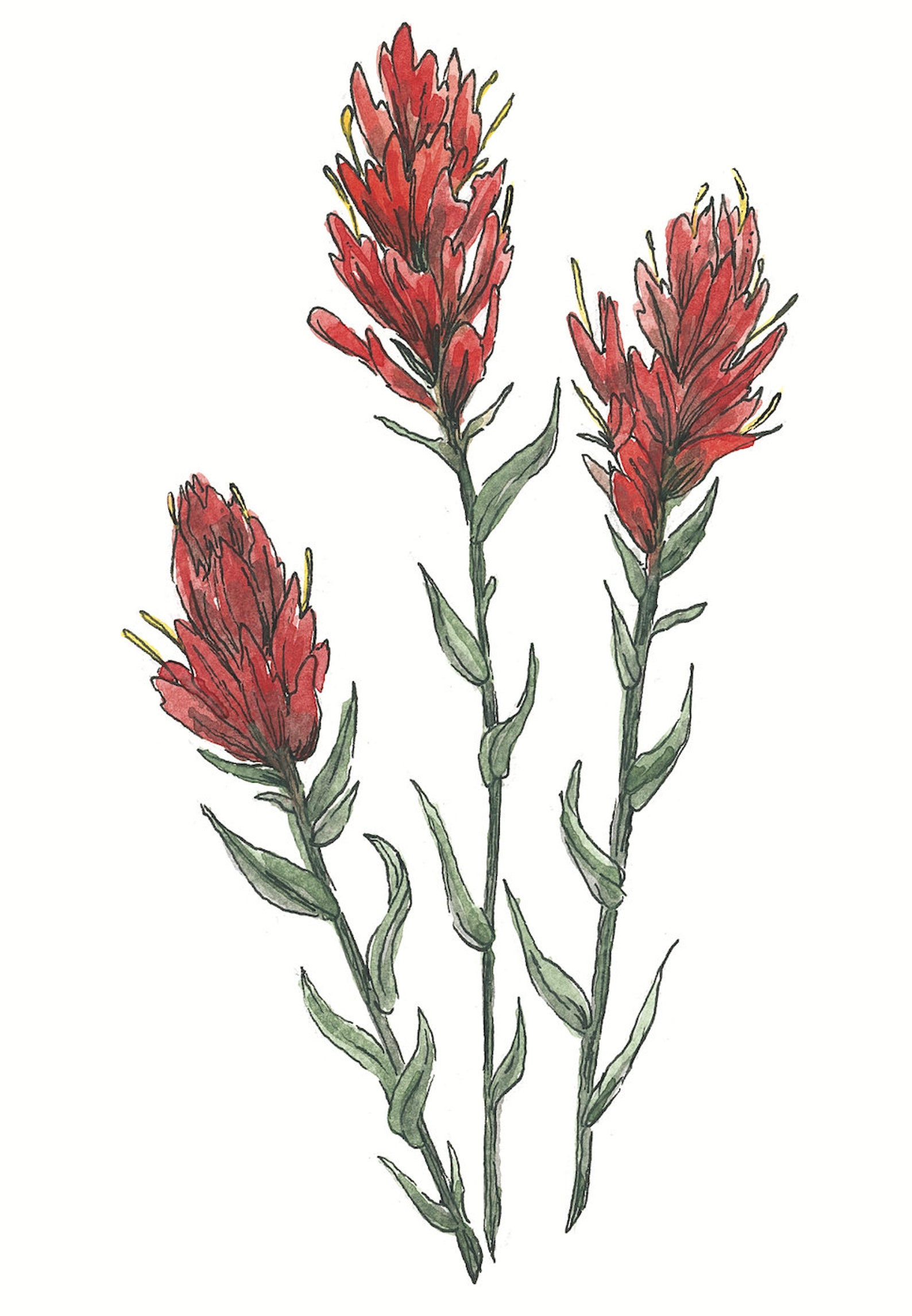 Indian Paintbrush - Etsy