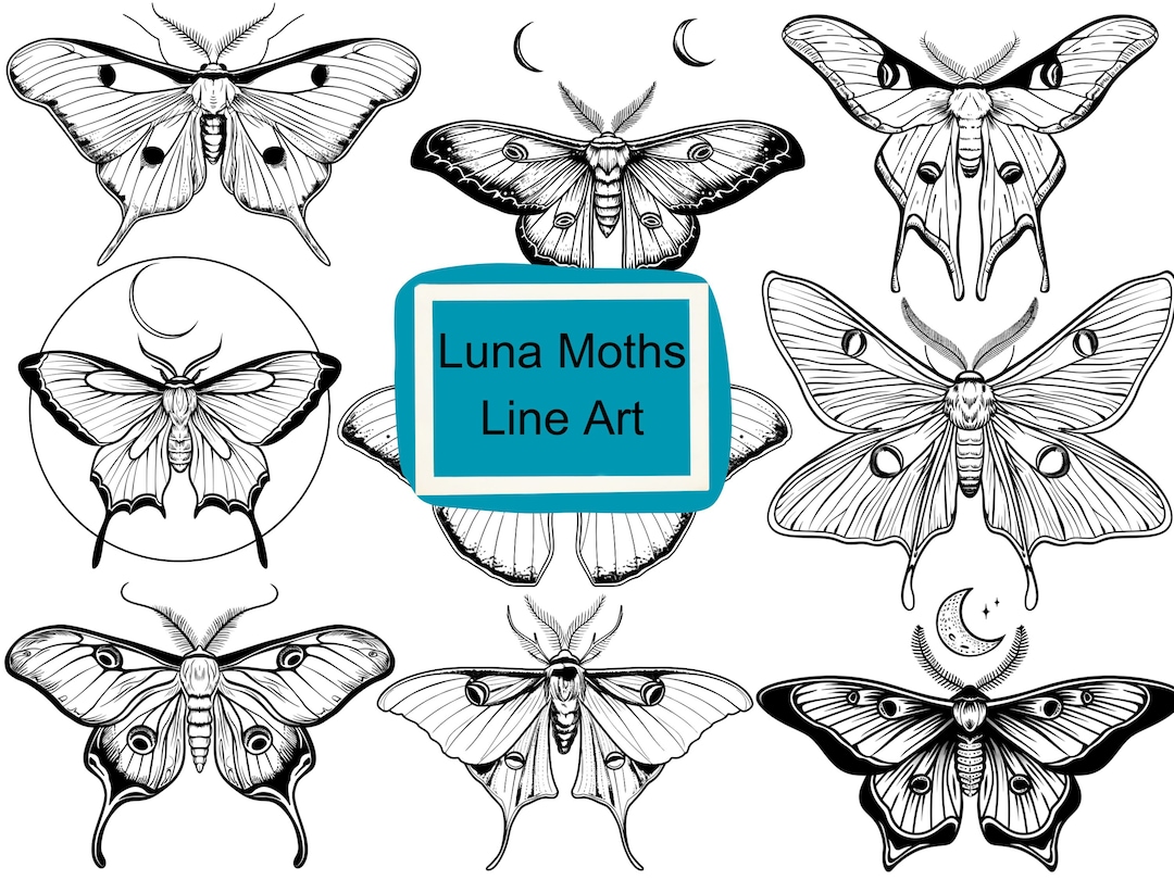 Luna Moth Line Art Clipart, Set of 11 Svg Files for Commercial Use - Etsy