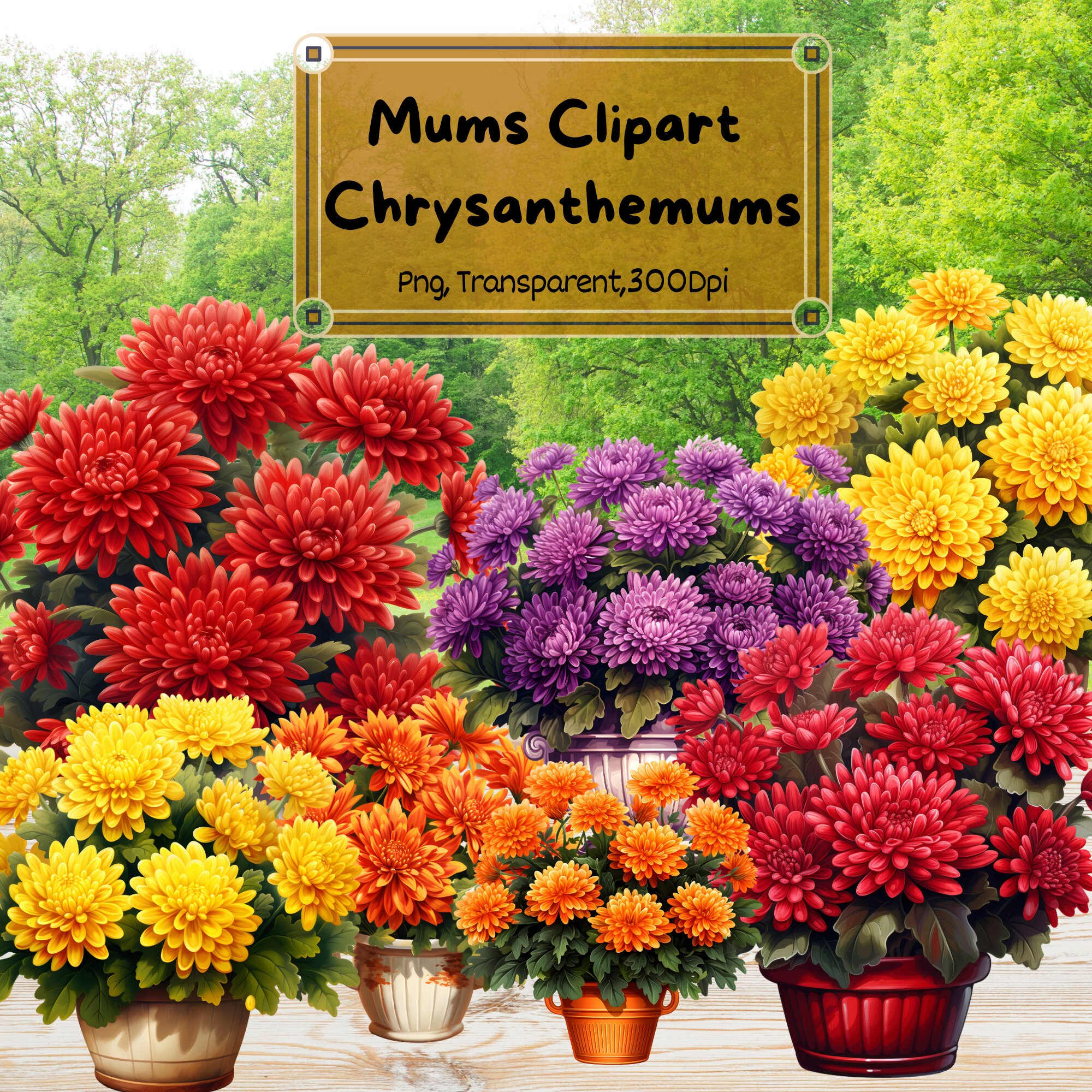 Chrysanthemums (mums) Flower Clipart Set of 10 - Transparent PNG, 300 ...