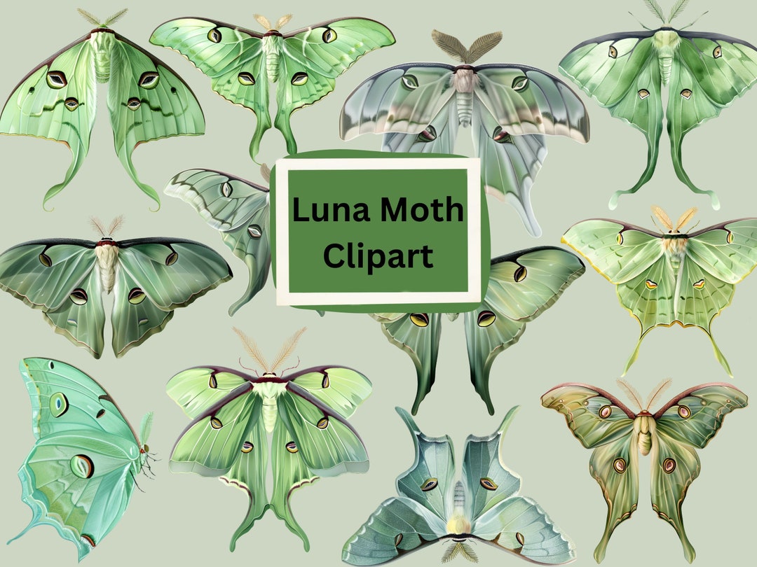 Luna Moth Clipart Designs, 23 Png Format for Commercial Use - Etsy Canada
