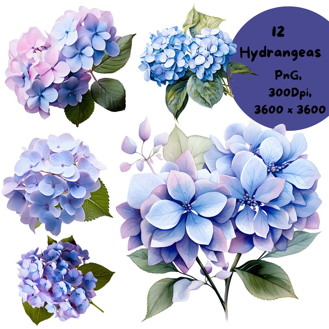 Hydrangea Harmony PNG Clipart Bundle, 12 Elegant Floral Designs for Crafts & Digital Projects - Etsy