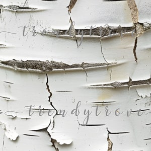 White Birch Bark Digital Paper, Birch Tree Backgrounds, White Wood ...