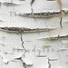 White Birch Bark Digital Paper, Birch Tree Backgrounds, White Wood ...