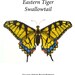 Eastern Tiger Swallowtail Square Stitch Bead Pattern - Etsy