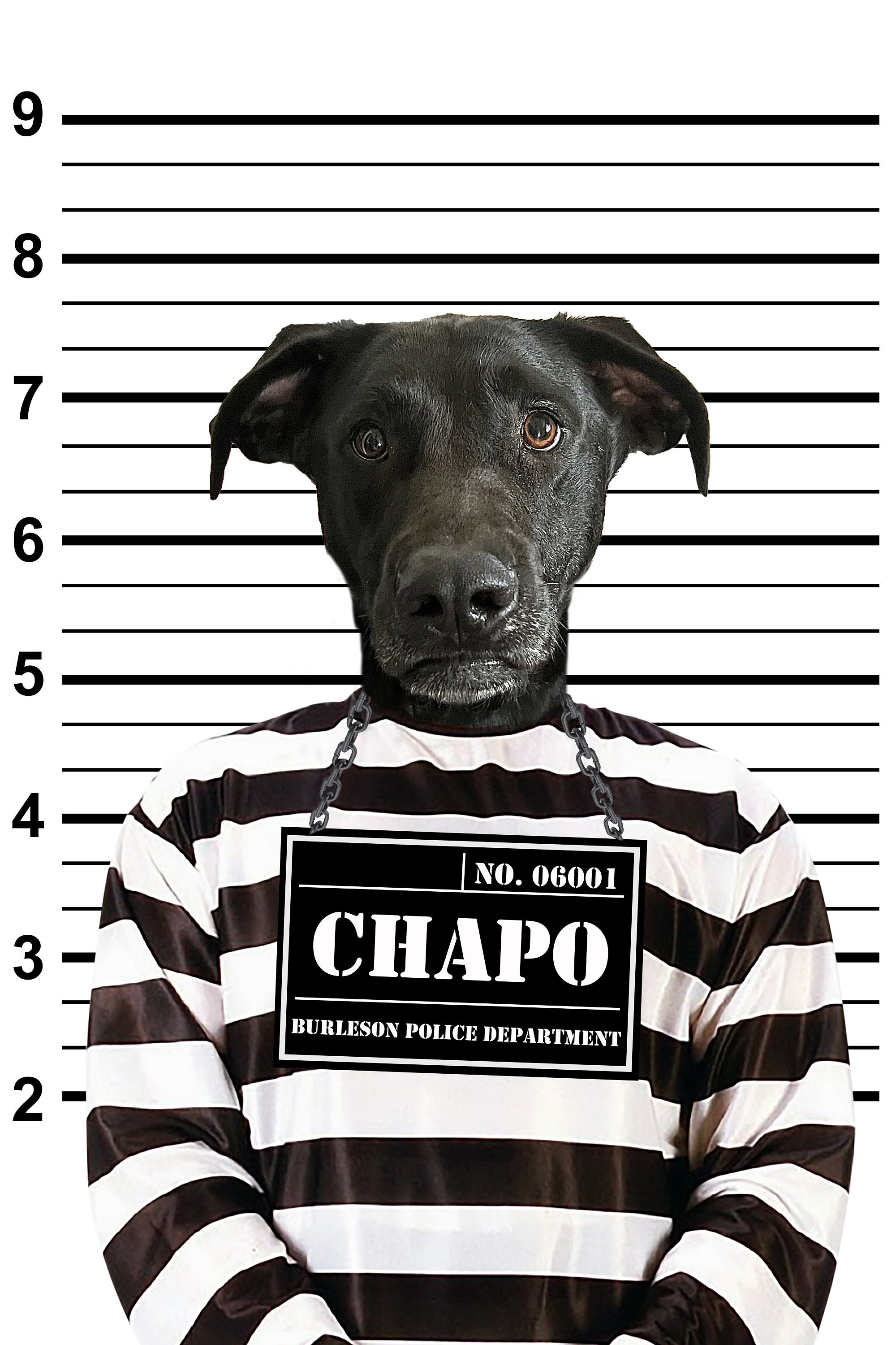 Custom Mugshot Pet Portrait Mugshot Mugshot Portrait Pet Portrait Funny ...