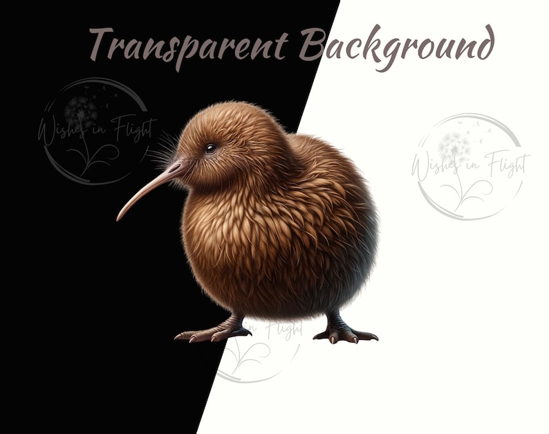 Baby Kiwi Bird PNG Transparent Clip Art Instant Download |digital Print ...