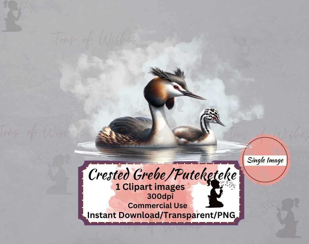 Crested Grebe New Zealand Native Bird Puteketeke Transparent Clip Art ...