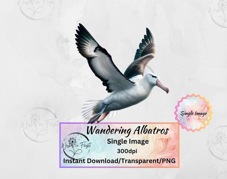 Albatross PNG Clip Art: New Zealand Bird Print (digital Download) - Etsy