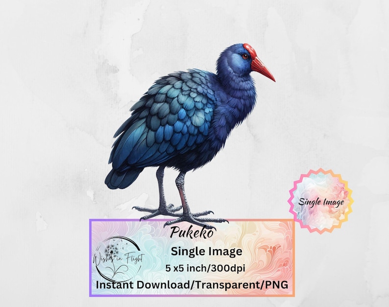 New Zealand Native Bird, Pukeko, PNG Transparent Clip Art Instant ...