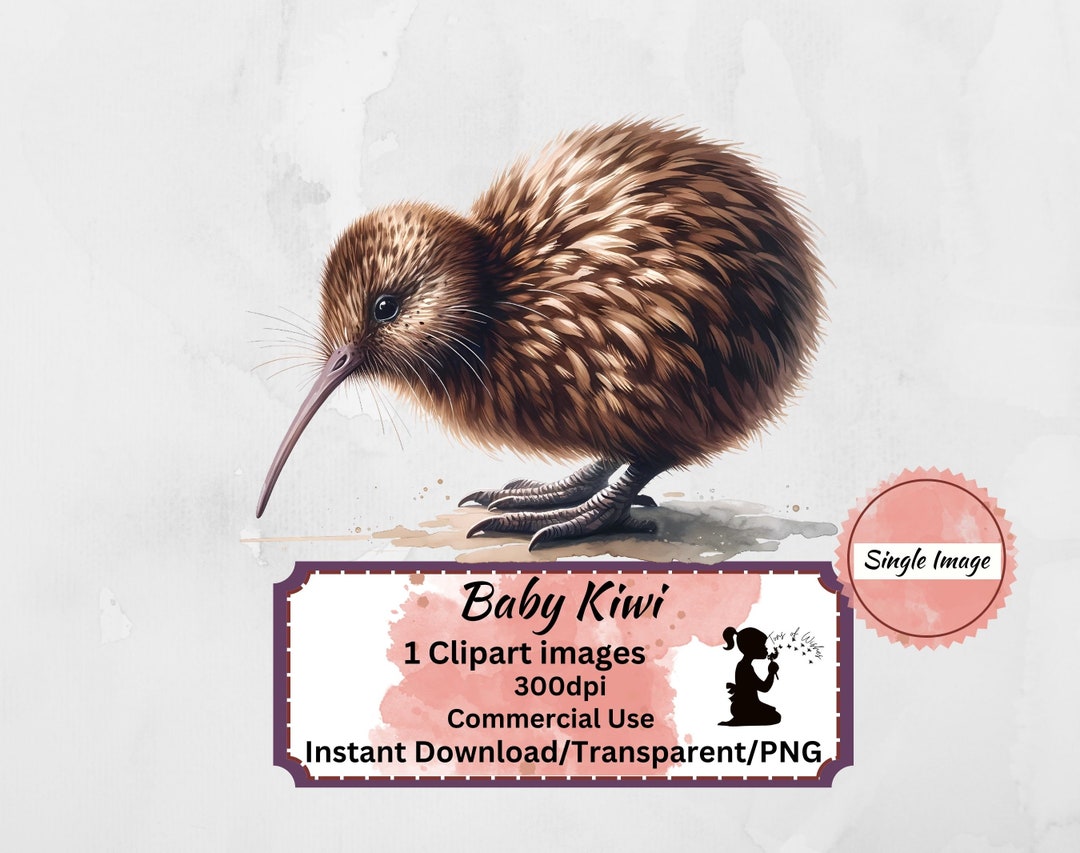 Kiwi Bird Baby Transparent Clip Art Instant Download New Zealand Native ...