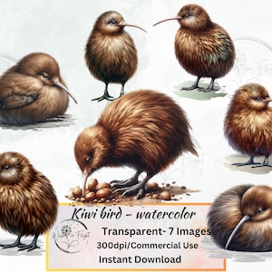 Kiwi Bird Watercolor Clipart Bundle, Realistic New Zealand Bird PNG Set ...