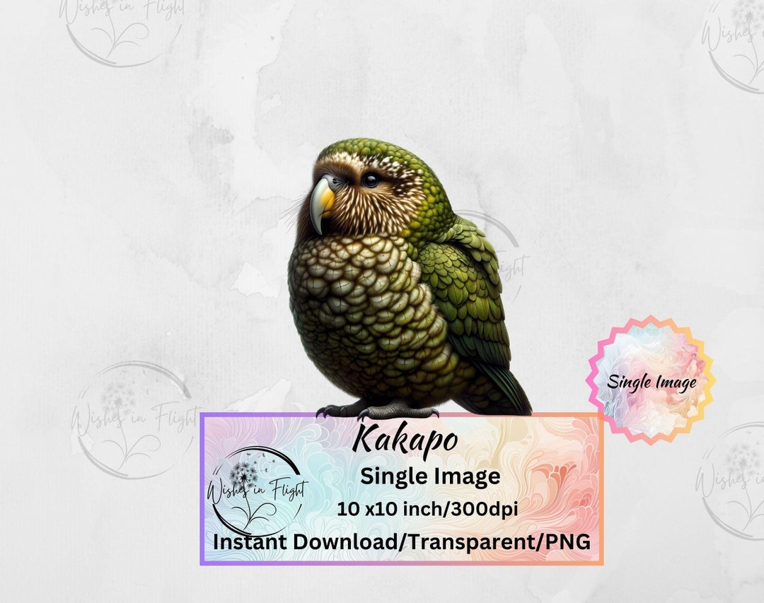 Kakapo PNG Transparent Clip Art, Instant Download,digital Print ...