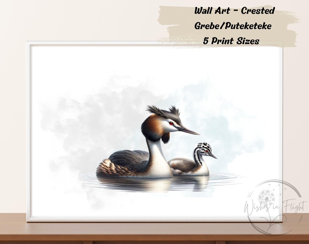 Crested Grebe New Zealand Native Bird Puteketeke, Instant Download ...