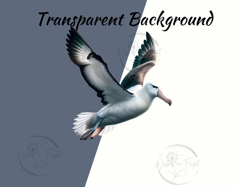 Albatross PNG Clip Art: New Zealand Bird Print (digital Download) - Etsy