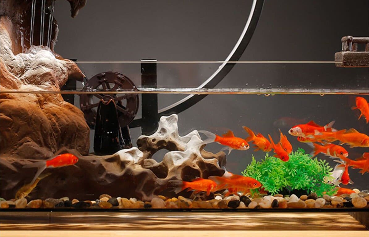 Fancy Goldfish Aquarium Setup