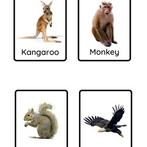 40 Animals Cards | Montessori Flash Card | Real Pictures Cards ...