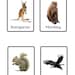 40 Animals Cards | Montessori Flash Card | Real Pictures Cards ...