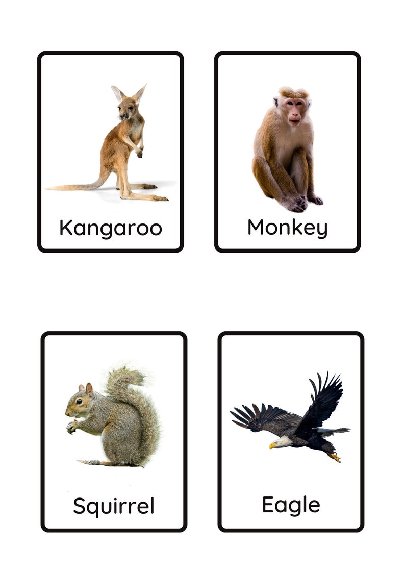 40 Animals Cards | Montessori Flash Card | Real Pictures Cards ...