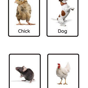 40 Animals Cards | Montessori Flash Card | Real Pictures Cards ...