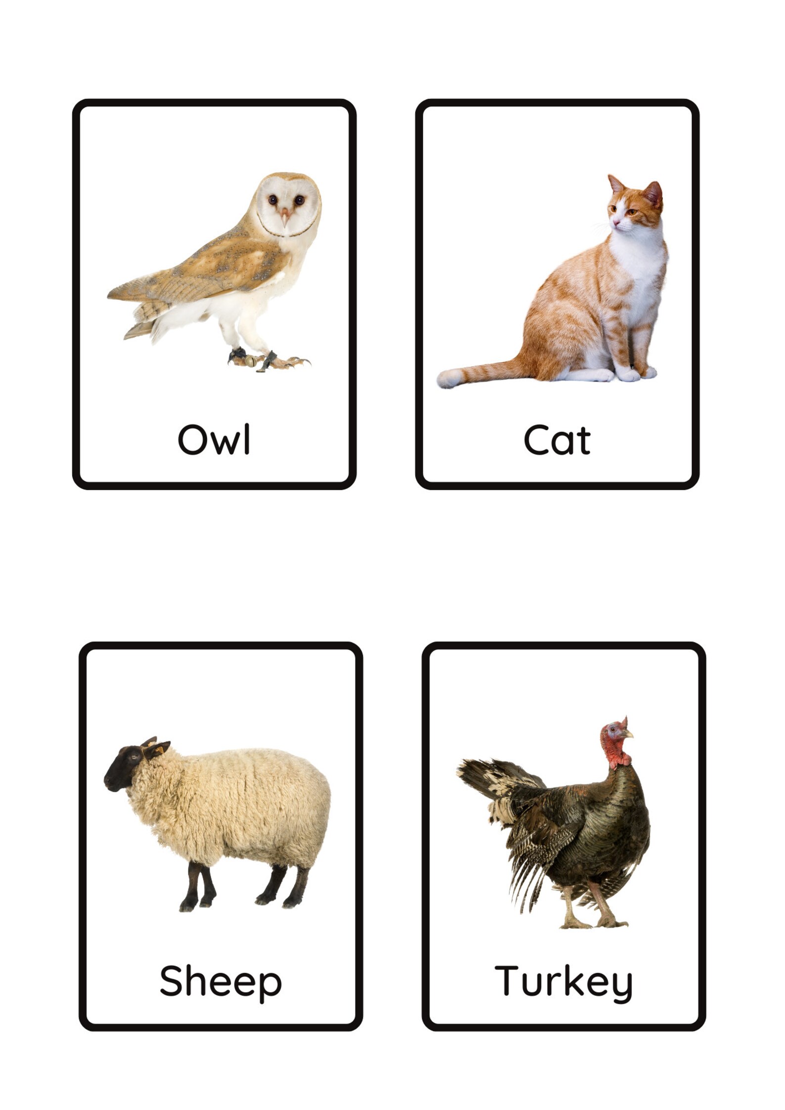 40 Animals Cards | Montessori Flash Card | Real Pictures Cards ...