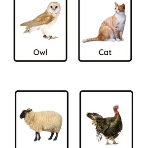 40 Animals Cards | Montessori Flash Card | Real Pictures Cards ...