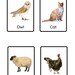 40 Animals Cards | Montessori Flash Card | Real Pictures Cards ...