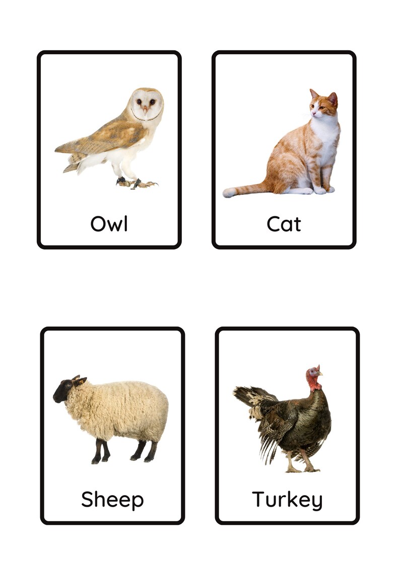 40 Animals Cards | Montessori Flash Card | Real Pictures Cards ...
