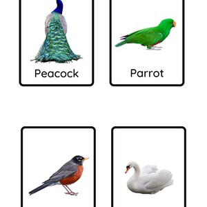 40 Animals Cards | Montessori Flash Card | Real Pictures Cards ...