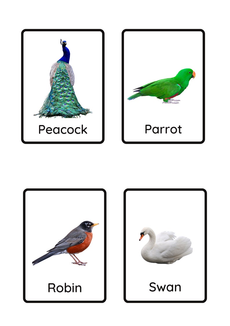 40 Animals Cards | Montessori Flash Card | Real Pictures Cards ...