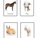 40 Animals Cards | Montessori Flash Card | Real Pictures Cards ...